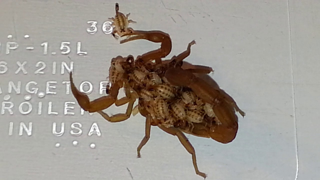 Baby Scorpions on Mother Scorpion Back - Glows in Black Light - YouTube