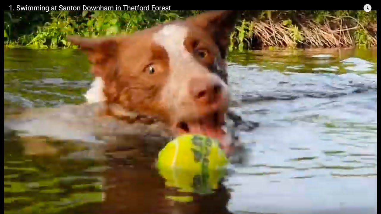 1. Swimming at Santon Downham in Thetford Forest - YouTube