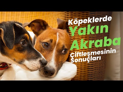 Köpeklerde Yakın Akraba Çiftleşmesinin Sonuçları