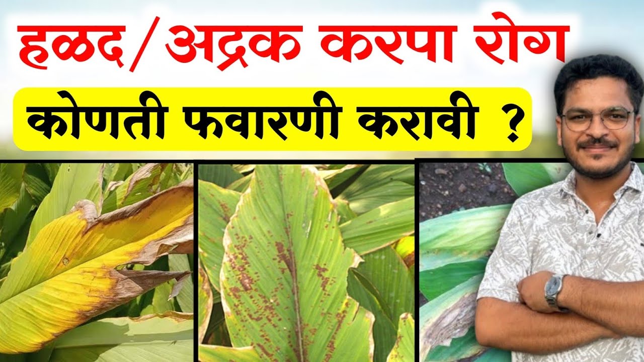 हळद अद्रक पिकातील करपा रोग नियंत्रण 🔥 Halad Adrak Pikatil Karpa Rog ...