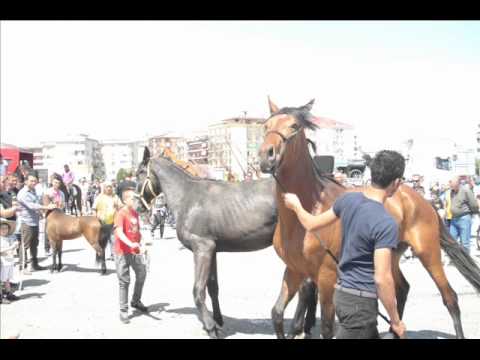 FIERA CAVALLI CROTONE - YouTube