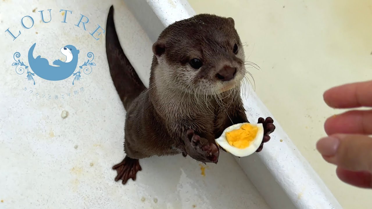 Otter Turning Yellow From Eating Eggs - YouTube