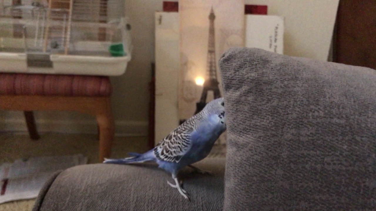 Pixel is talking!! - YouTube