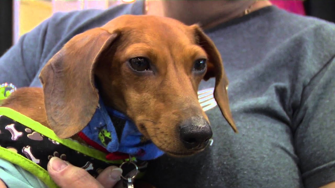 Sweetest Wheelchair Wiener Dog the Story of Ladybug - Adoption Saves ...