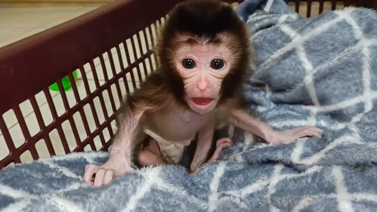 Oh my gosh, baby monkey Bella wants to learn to walk - YouTube