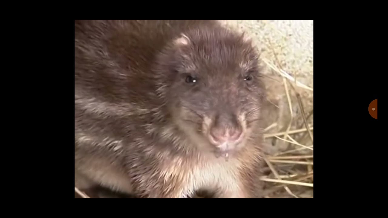 fala um pouco da paca e a cutia e depois vão duelar paca vs cutia - YouTube