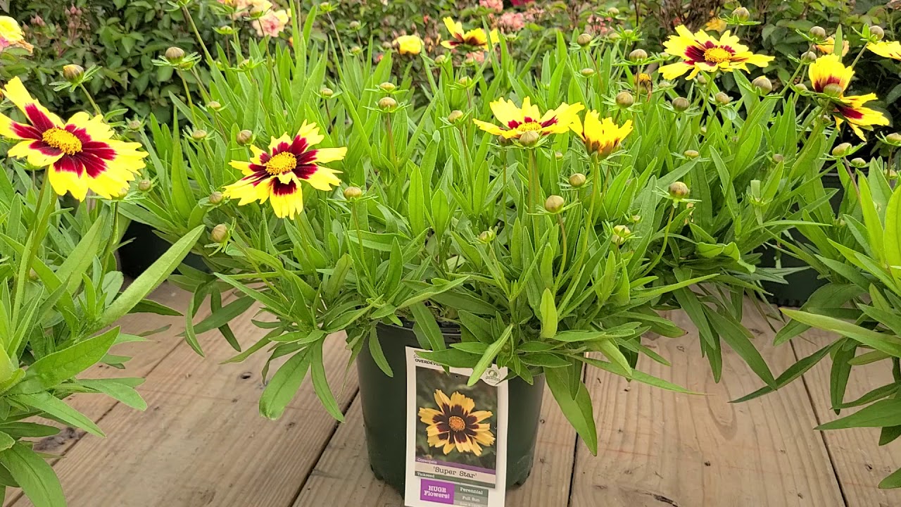Coreopsis 'Super Star' // LARGEST Flowers, BRIGHT, COLORFUL, Native ...