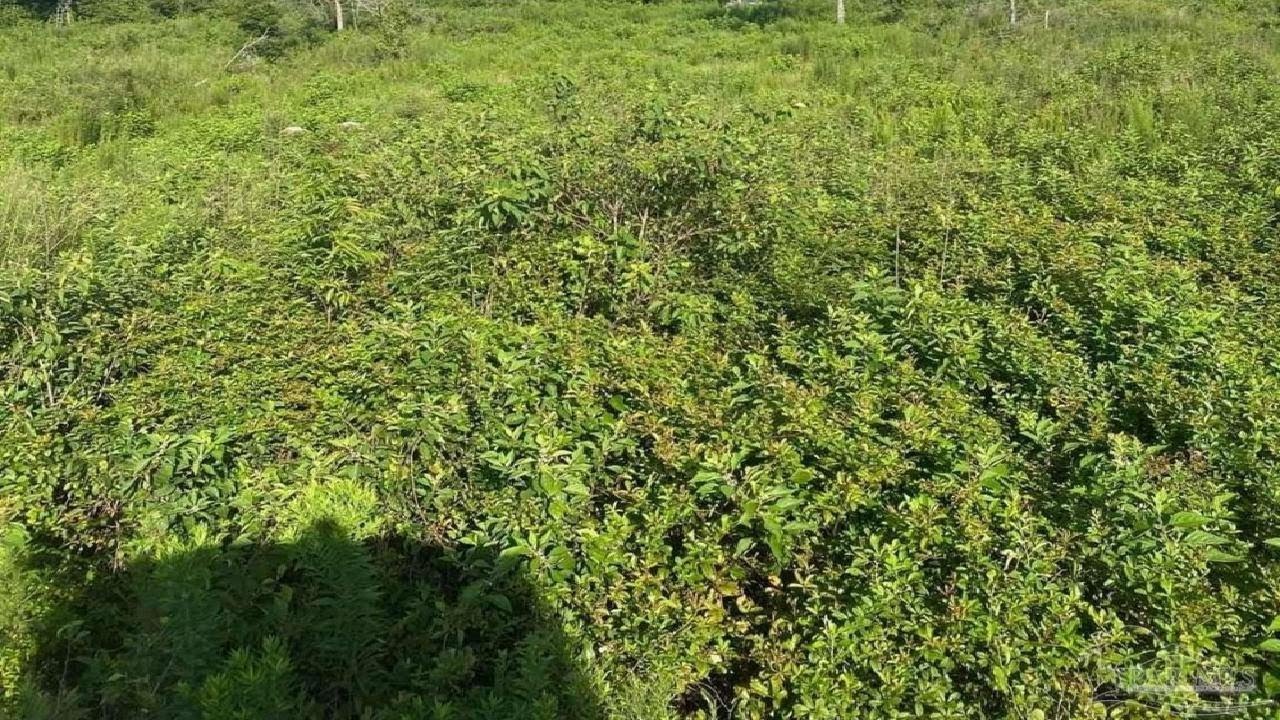 Ard Field Rd, Jay, FL Presented by Claudia M Magilke. - YouTube