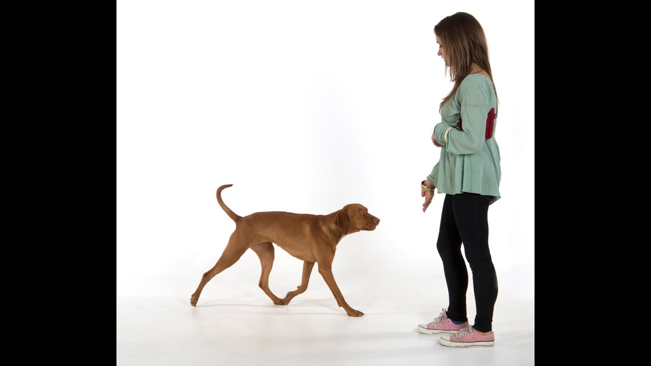 3 minute mindfulness exercise with your dog - YouTube