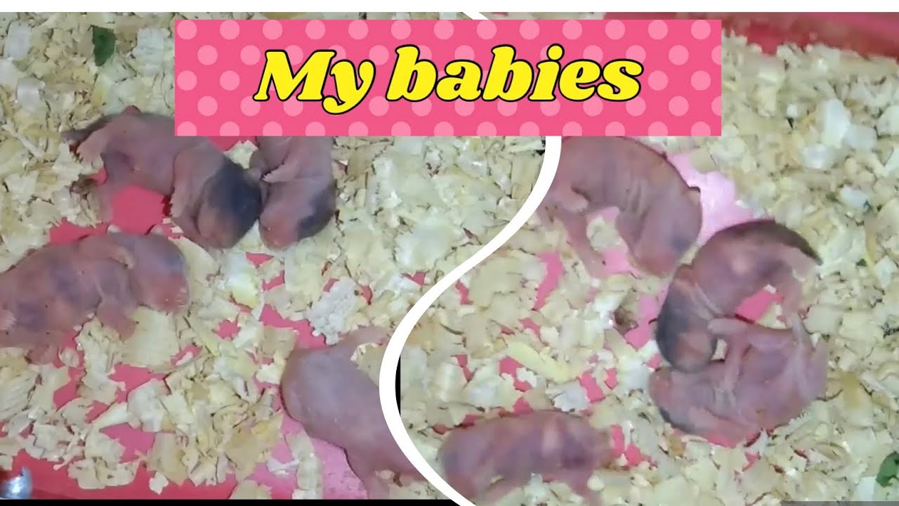 My hamster gave birth and ate some of her kids#hamster #animallover # ...