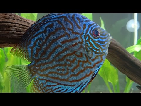 Hay 4 peces Disco 😔 ciegos en nuestro acuario! - YouTube