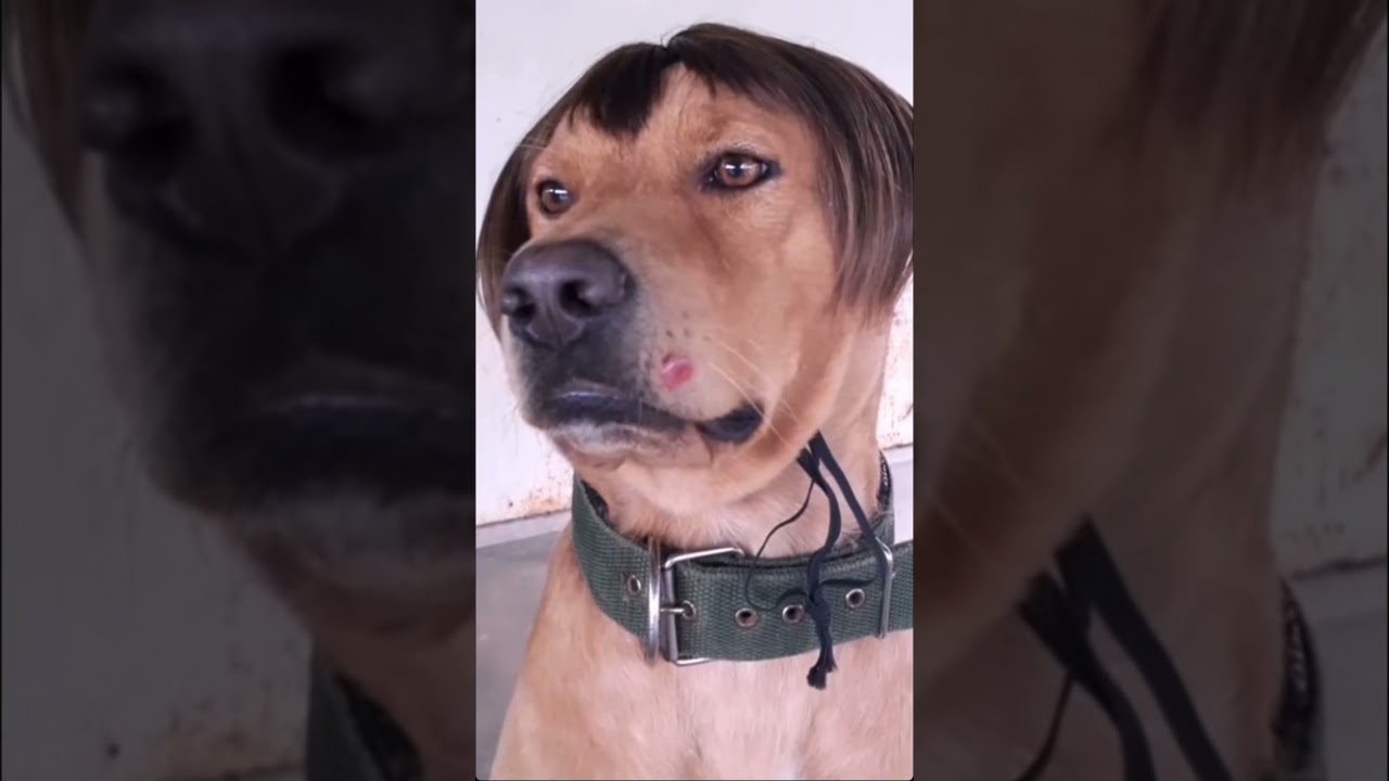 Dog Tyler, The Creator …😻 #shorts #cute #dog #funny #2021 - YouTube