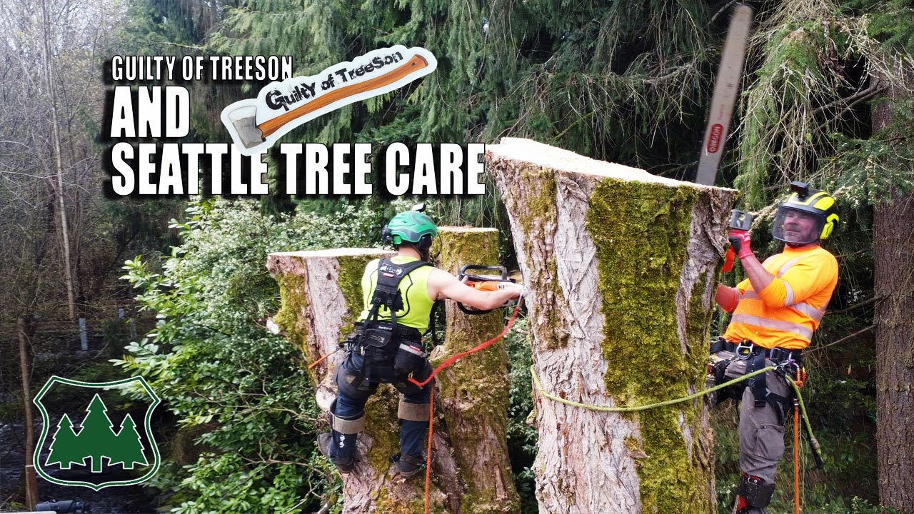 Guilty of Treeson and Seattle Tree Care Clean Up Competitors DISASTER ...