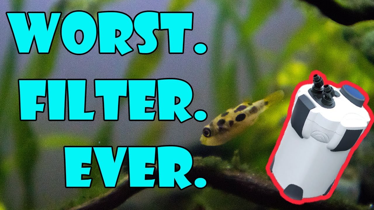 Pea Puffers & Worst aquarium filter in the world replaced! - YouTube