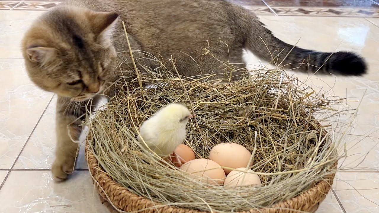 A cute cat is waiting for the chickens to hatch. Lovely kitten. Cute ...
