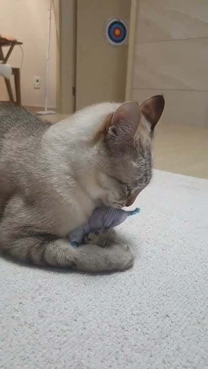 Cat loves catnip so much - YouTube