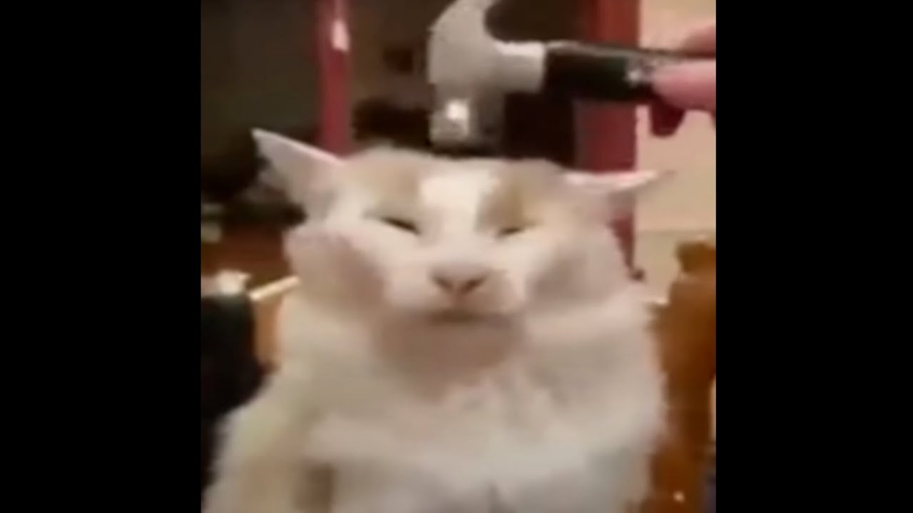 Top 10 goofy Cats (reuploud) - YouTube