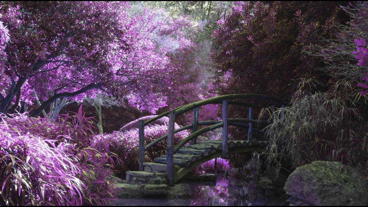 Woodland Birdsong Relaxing Meditation Sleep Sounds Youtube