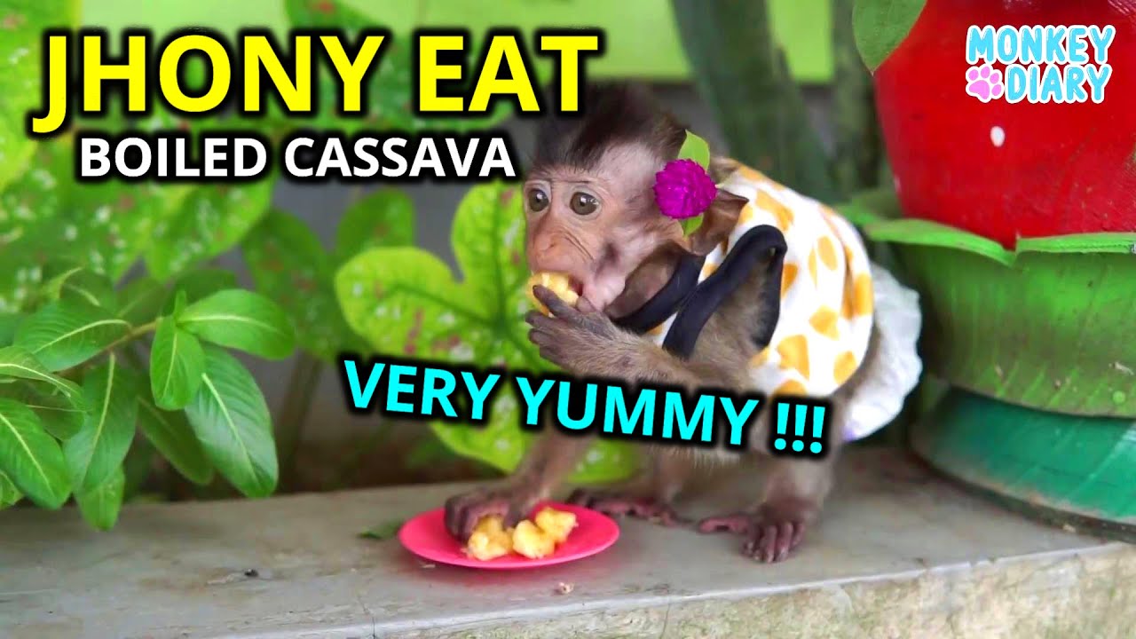 BABY MONKEY JHONY VERY HAPPY WHEN FEED WITH BOILED CASSAVA - YouTube