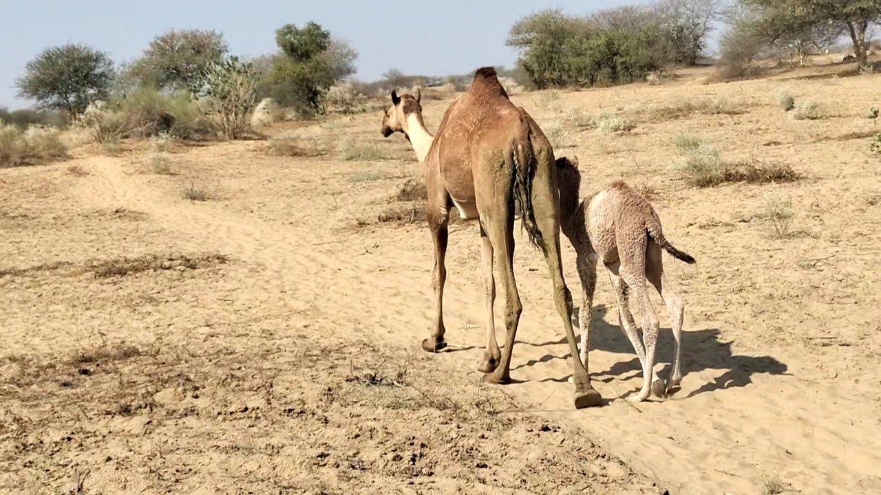 New camel Baby in beautiful video |camel baby Water is time || Camel To ...