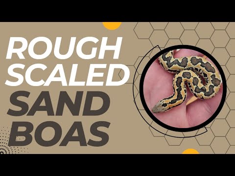 5 Sand Boa Enclosure Secrets Your Pet Snake Will Thank You For