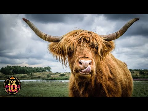 The most interesting breeds of cattle in the world