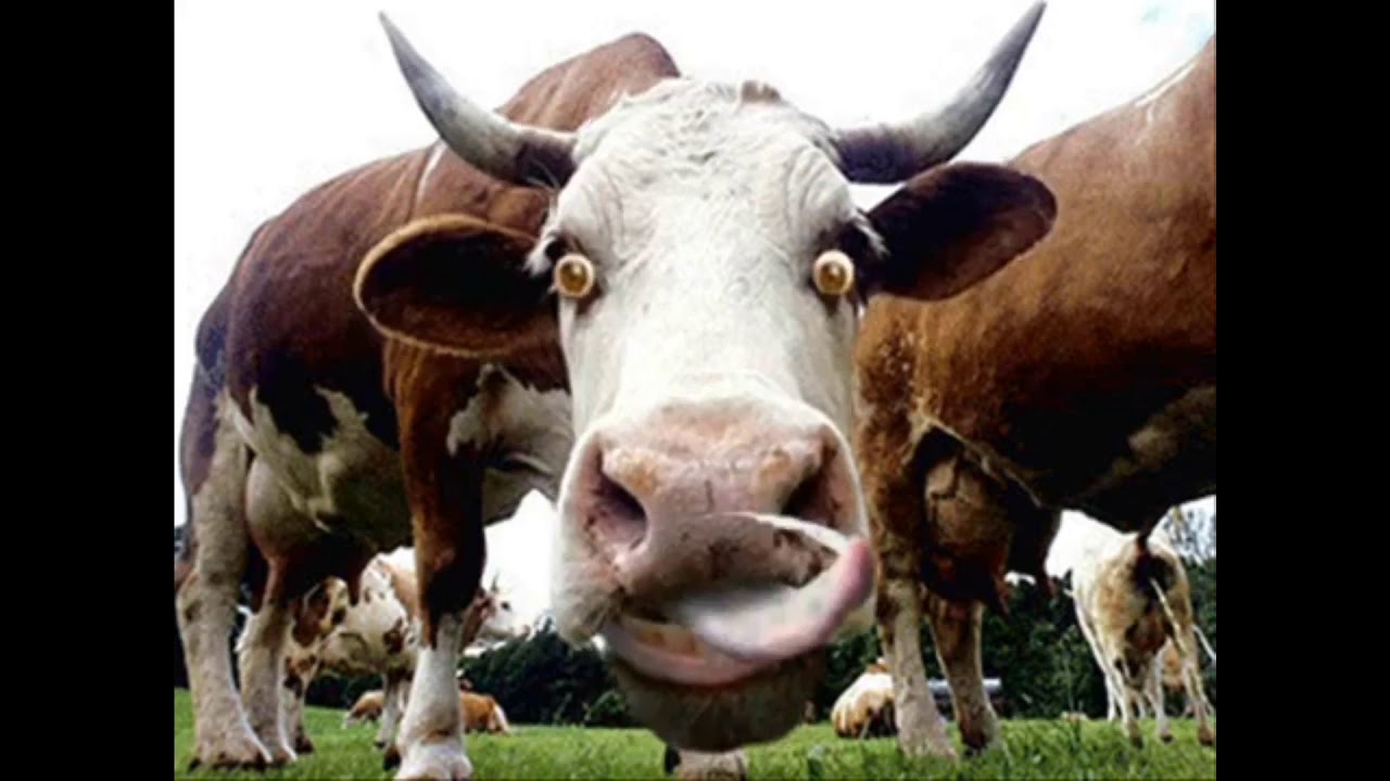 La vaca loca - YouTube