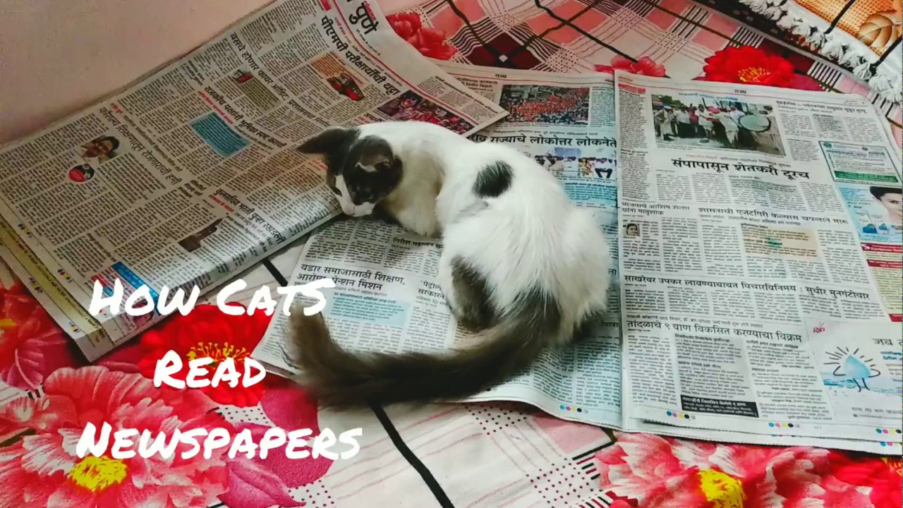 How Cats Read Newspaper - YouTube