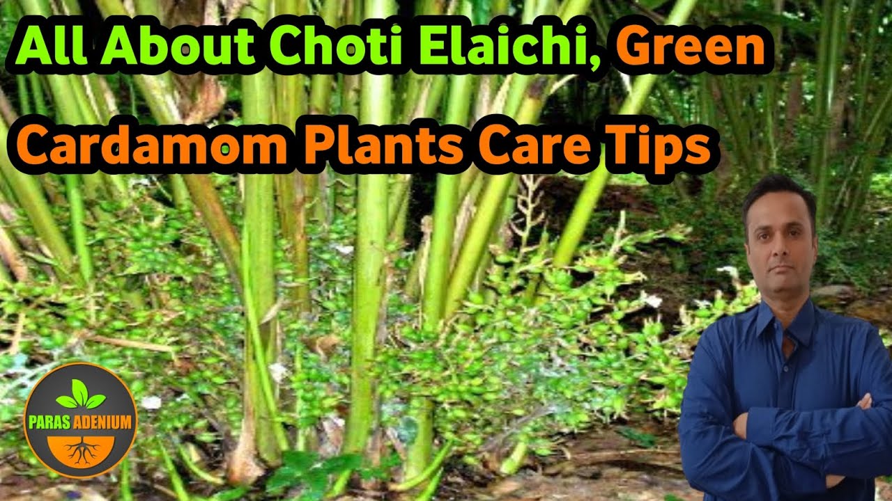 💚 All About Cardamom Plants Care Tips | Ultimate Guide to Cardamom ...