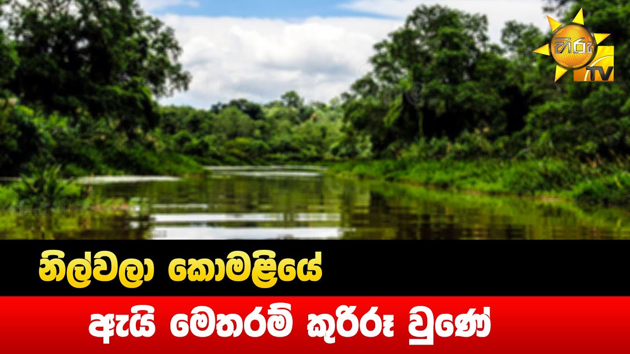 නිල්වලා කොමළියේ ඇයි මෙතරම් කුරිරූ වුණේ Hiru News Youtube