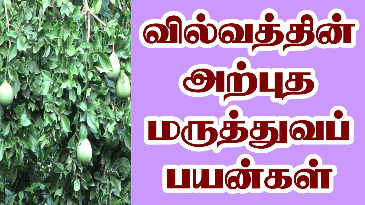 MEDICINAL BENEFITS OF VILVAM / வில்வத்தின் அற்புத மருத்துவப் பயன்கள் ...