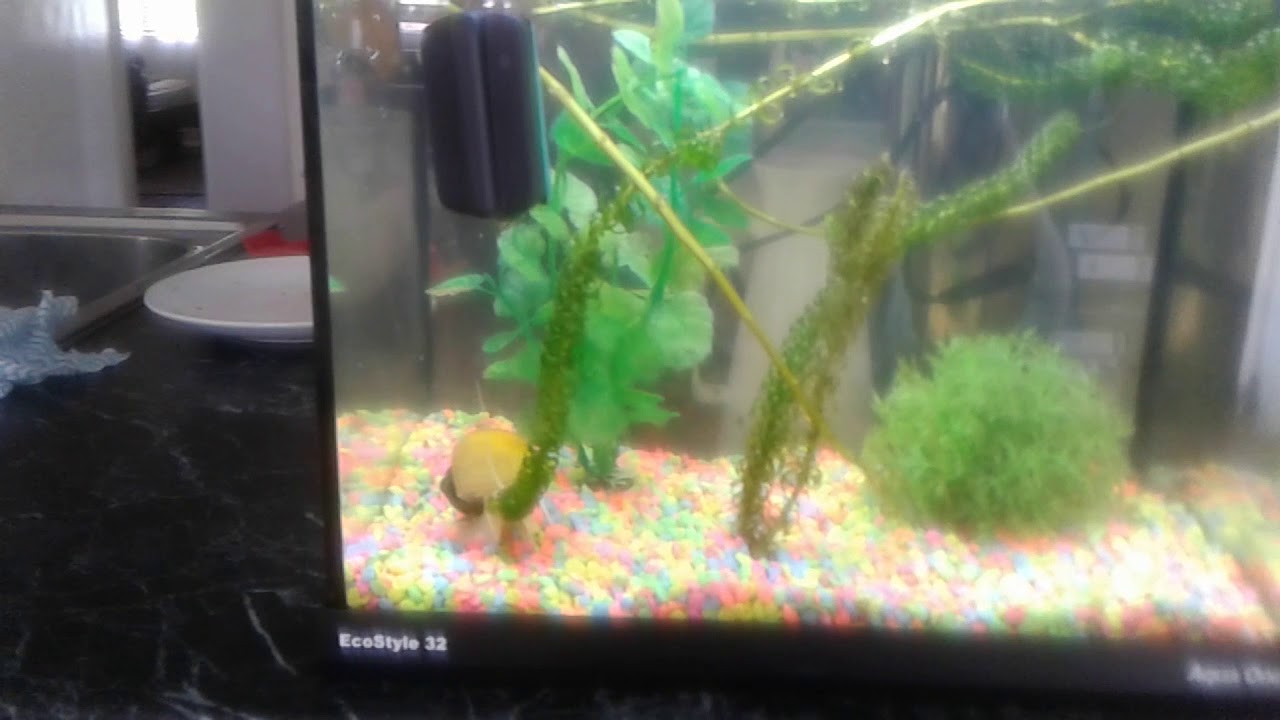 sea snails Day? - YouTube