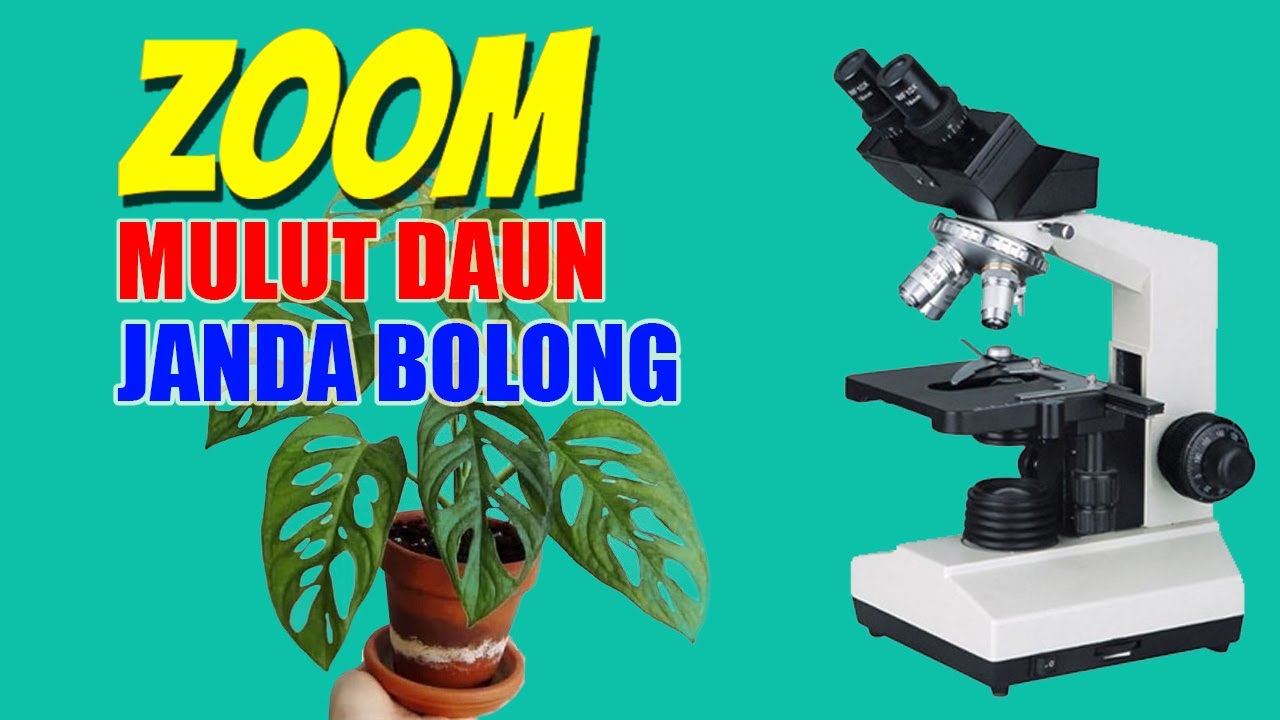Beginilah Bentuk Mulut Daun Tanaman Janda Bolong! - YouTube
