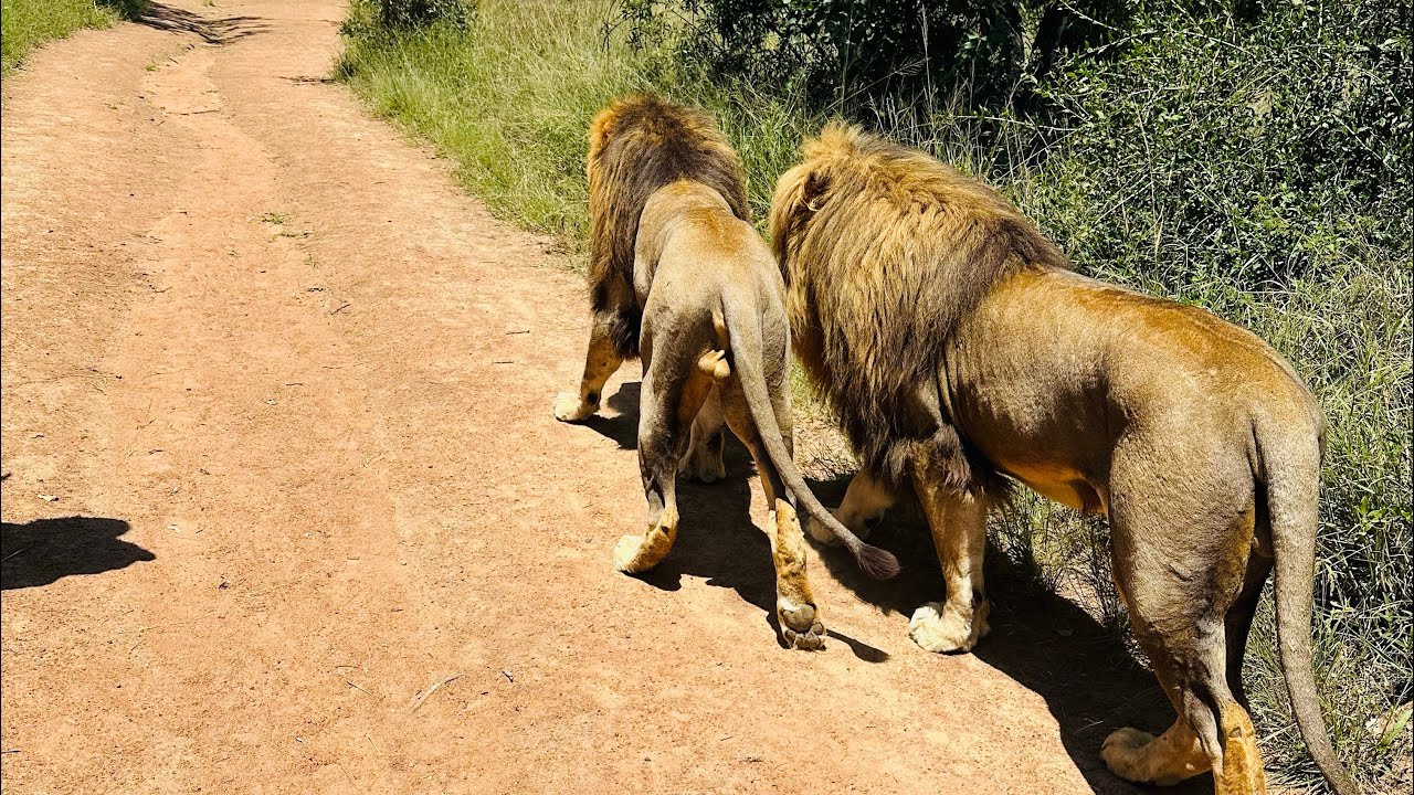 Walking with lions at Ukutula Lion Lodge at Brits South Africa - YouTube