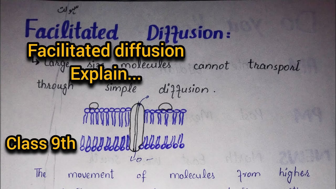 Facilitated diffusion|definition of facilitated diffusion|class 9 ...