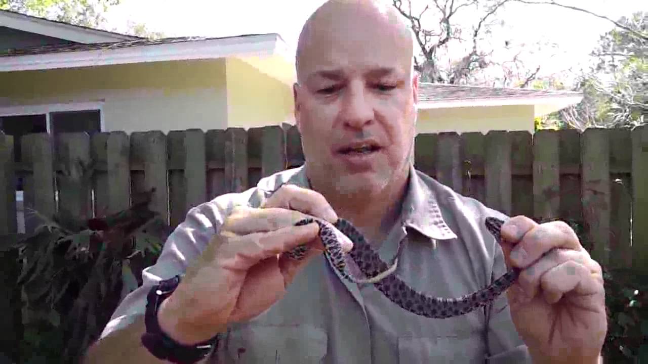 Pygmy Rattlesnake - YouTube