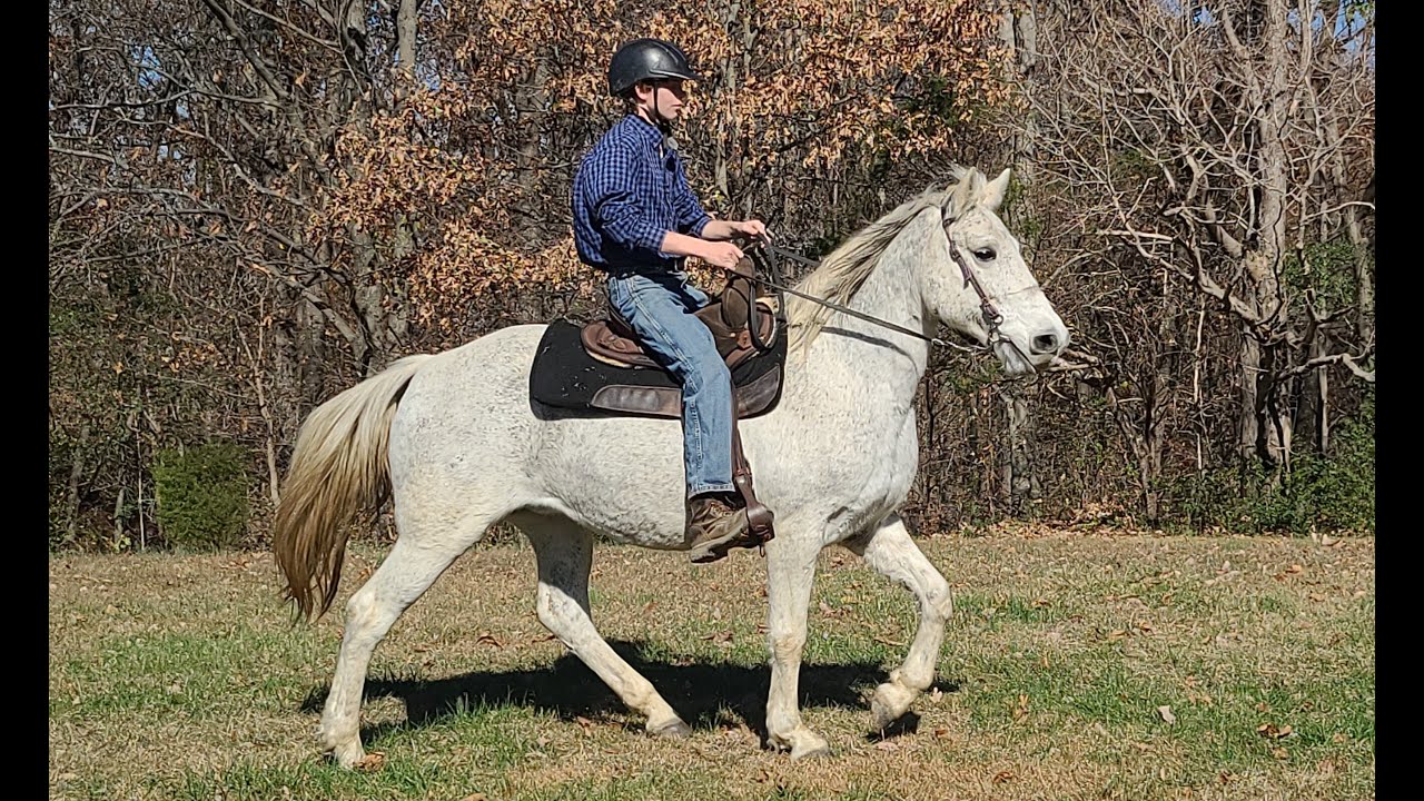 Lizzie 14h 14yr Grey Gaited Saddle Mare - Family Trail Pleasure - YouTube