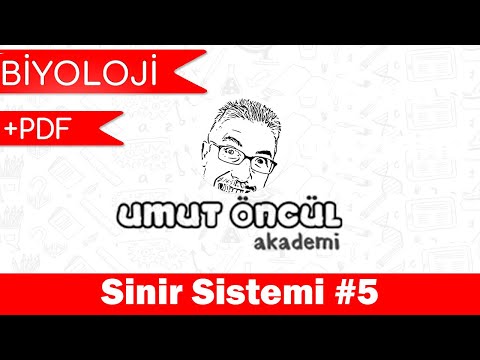 Biyoloji | AYT | İnsan Fizyolojisi | Denetleyici ve Düzenleyici Sistem | Sinir Sistemi #5 | +PDF