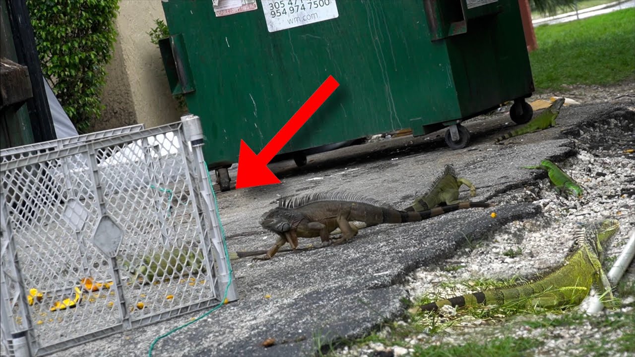 Trapping Garbage Can iguanas with Homemade Trap! Florida iguana Hunting ...