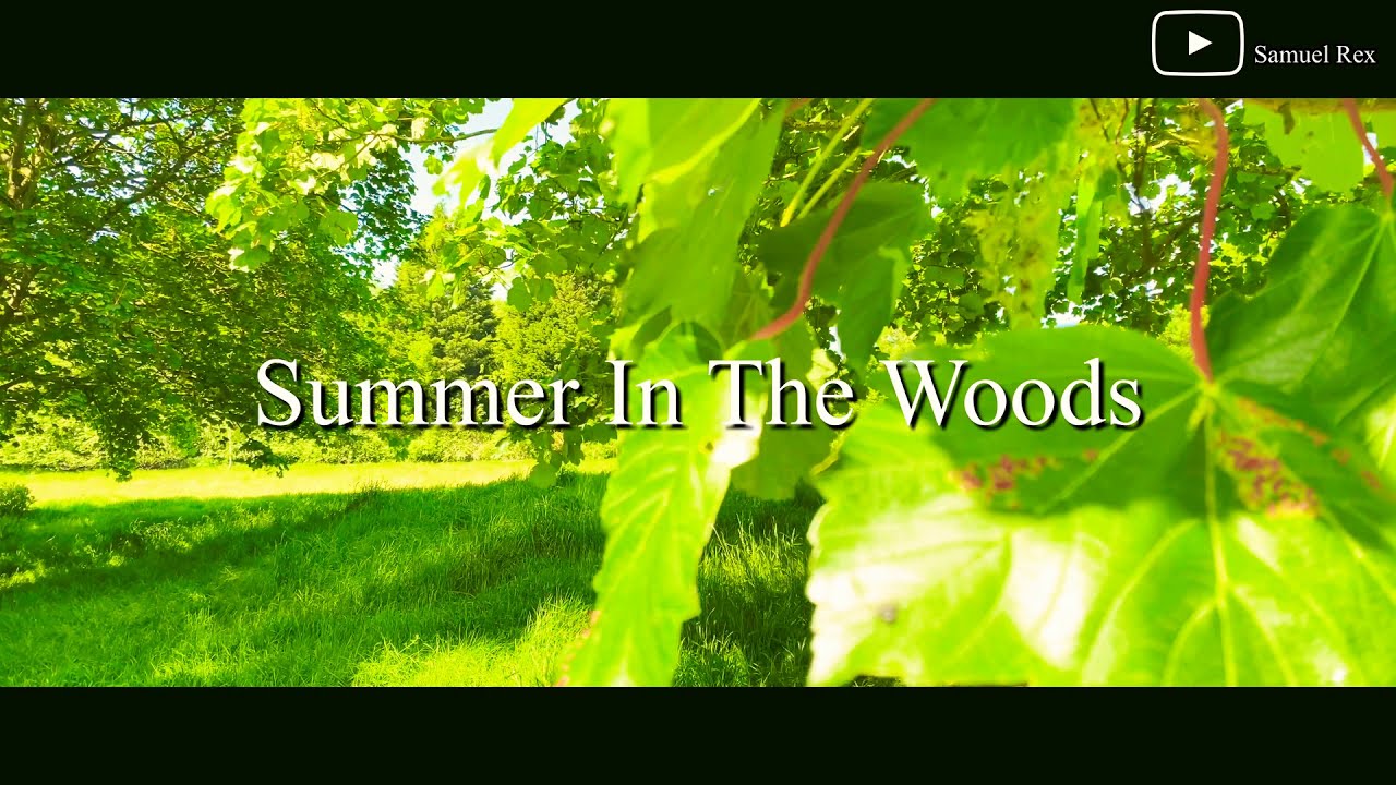 Summer walk in the woods, Robinswood Hill Gloucester - YouTube