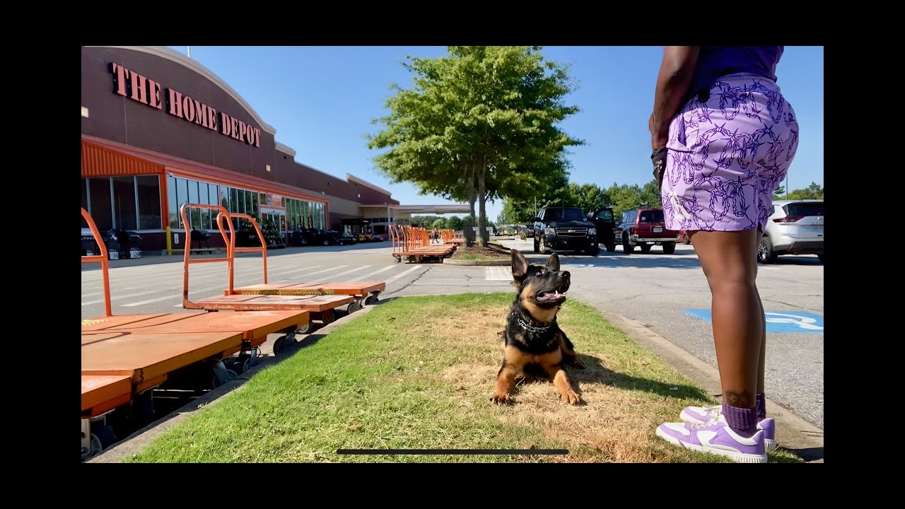 One Week of Training - Highlights _ Bravo _ 6 Month Old _ German ...