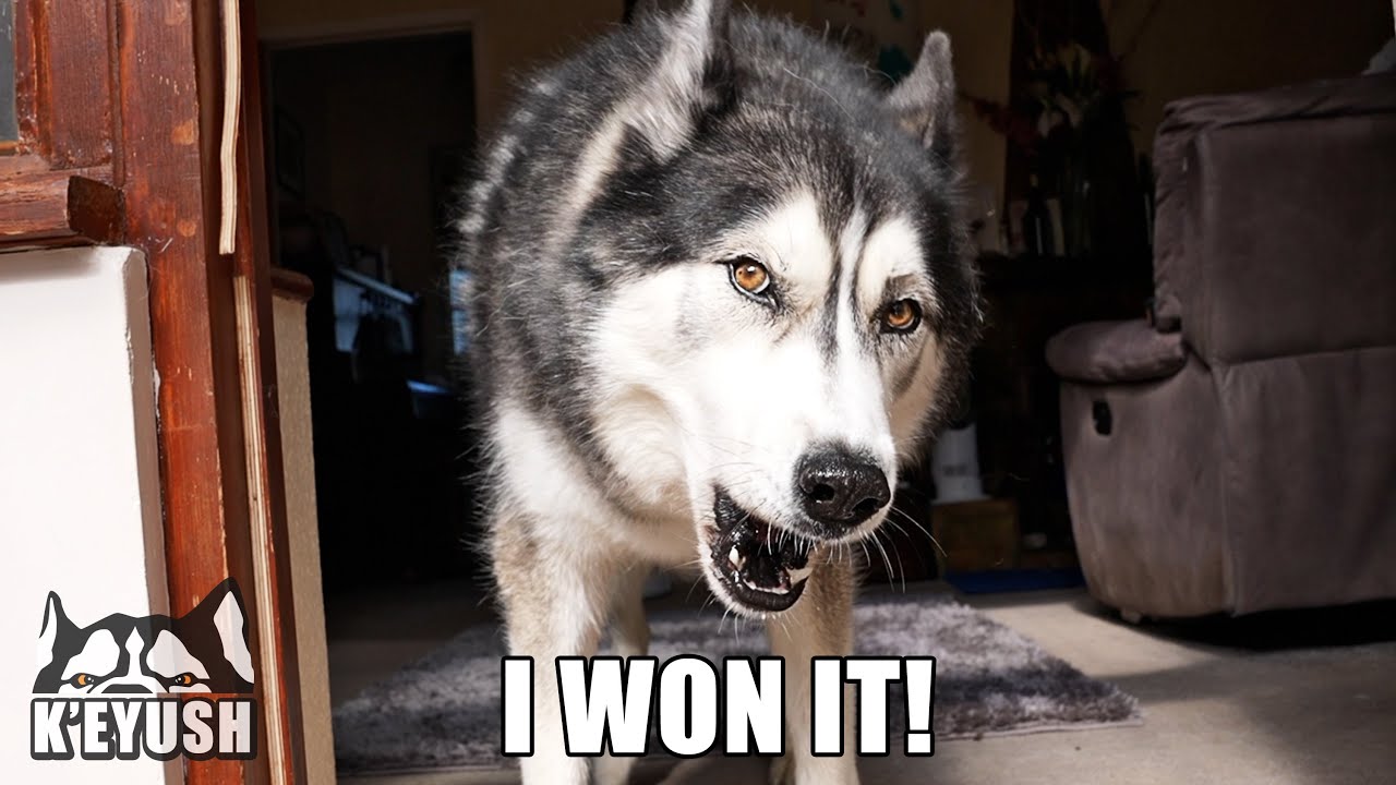 HUSKY Speaks English and Understands Everything I Say! - YouTube