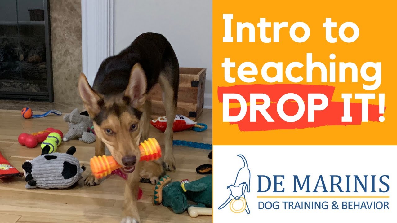 Introduction to teaching “Drop It” (unedited)- Easy way to teach your ...