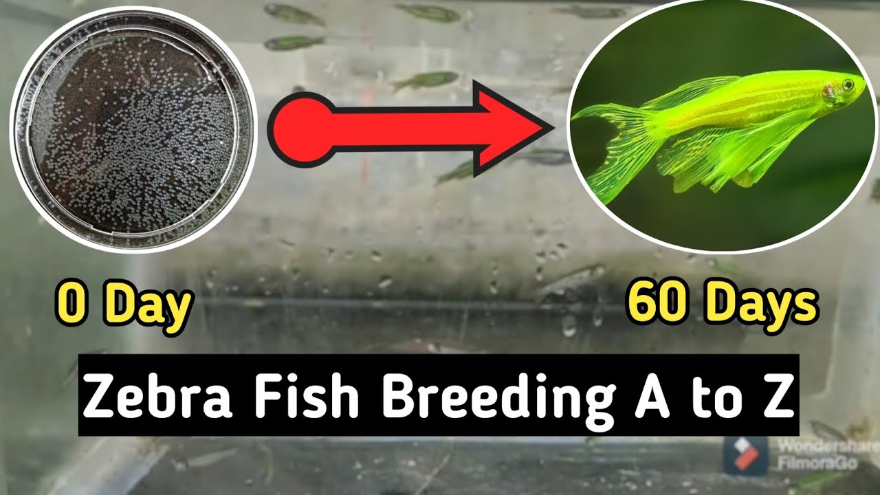 Zebra fish Breeding A to Z | 1 day to 60 days || Siam's World - YouTube