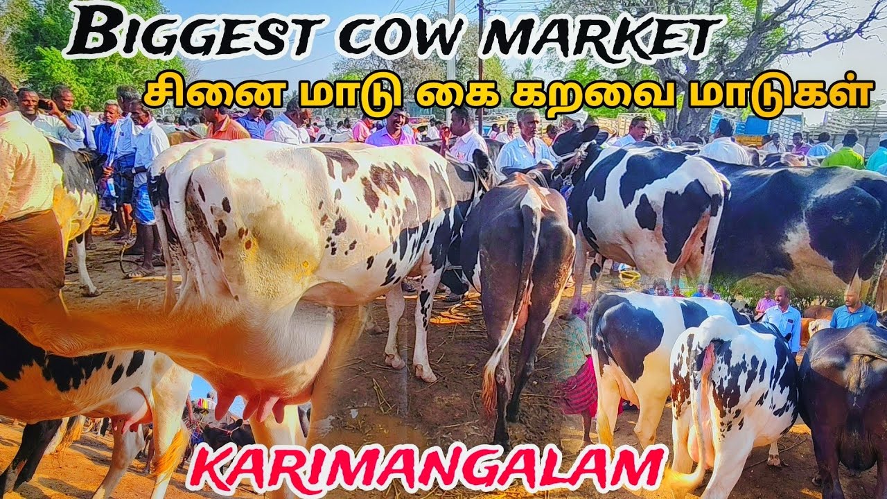 karimangalam cow market Dharmapuri district // Biggest HF cow Jersey ...