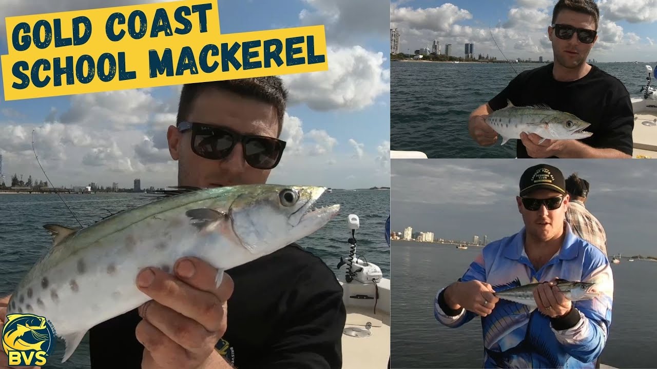 GOLD COAST SCHOOL MACKEREL | In The Broadwater - YouTube