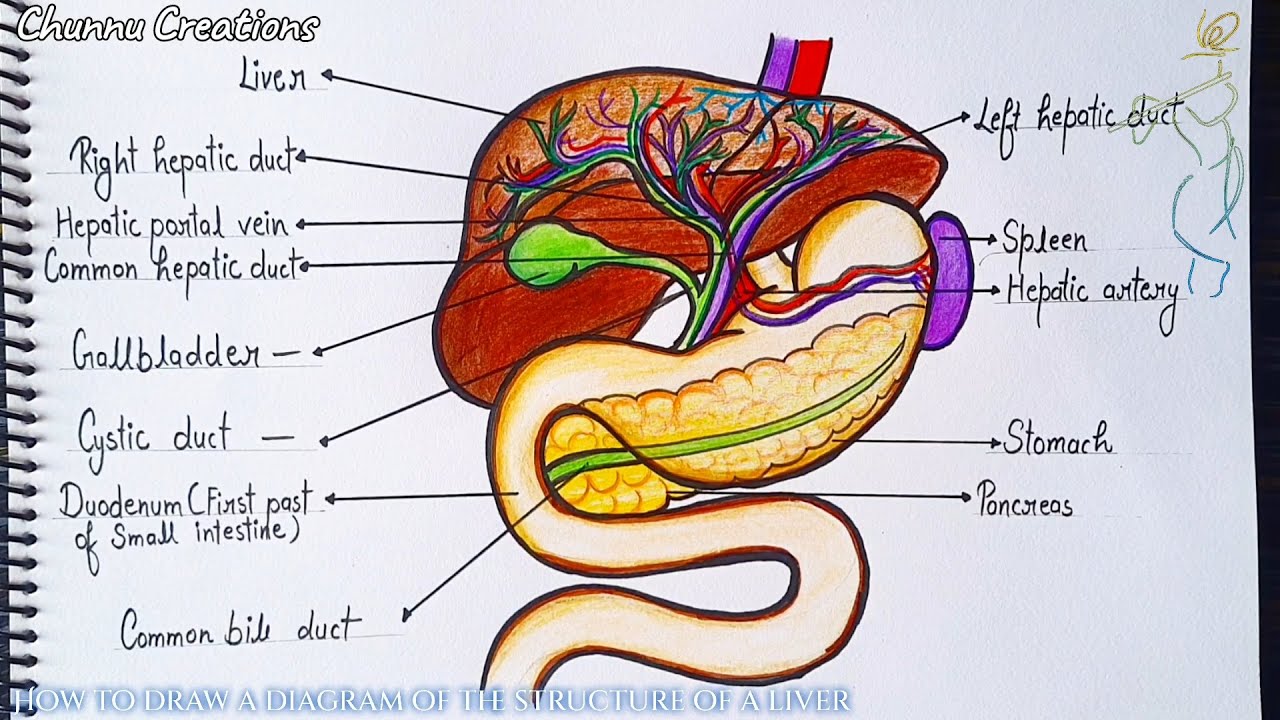 Digestive System Liver Diagram The Digestive System, Wall Decor Poster