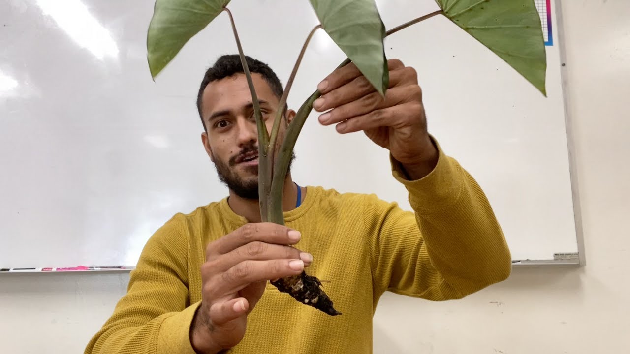 How I Prepare Dry Land Taro For Planting - YouTube