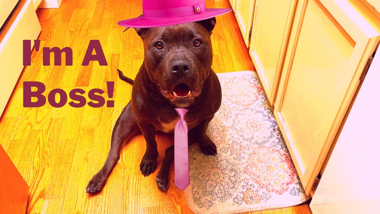 What It’s Like Working For A “Famous” Youtuber! 😂 (Cute Funny Pitbull ...