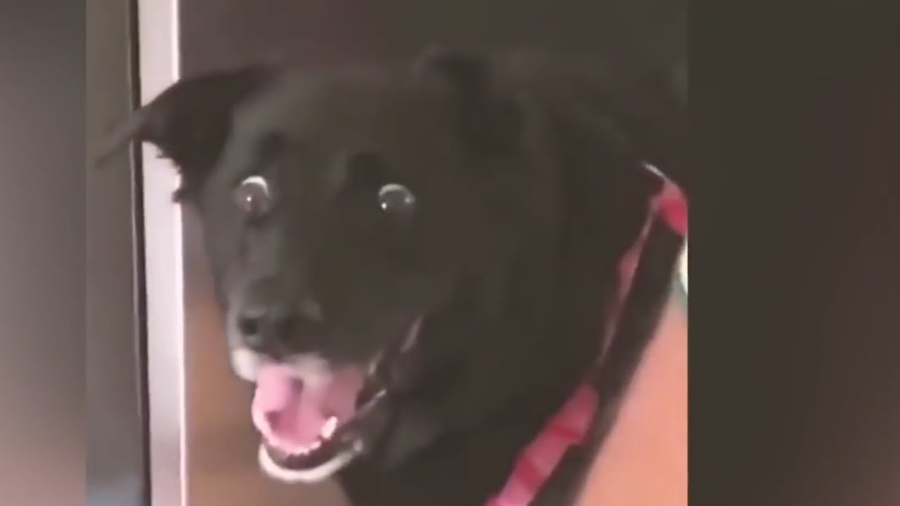 Funny Reactions of Dogs to dog cake 😂 || The Infinite Fun || - YouTube